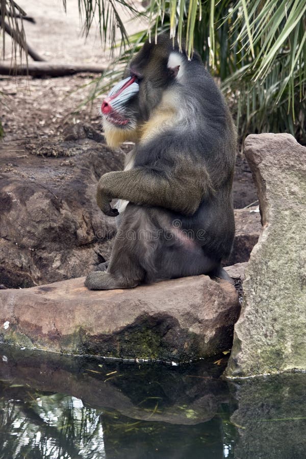 The Old Mandrill is Sitting on a Rock Stock Image - Image of whiskers ...