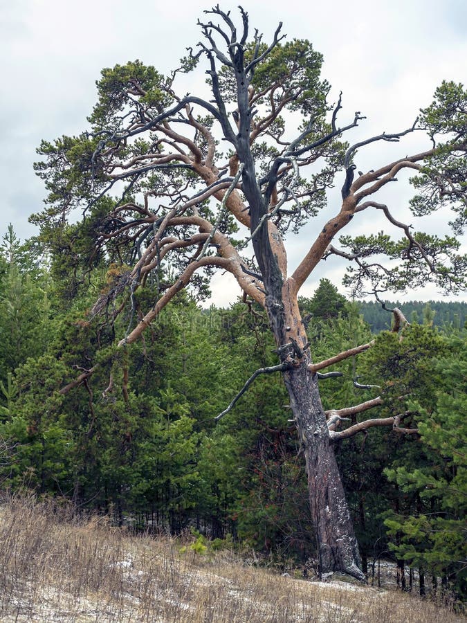 Old Mangled Pine Tree on Top of a Hill Stock Photo - Image of ...