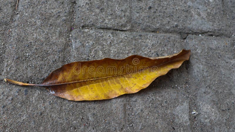 Does Mango Tree Supermarket Stock Photos - Free & Royalty-Free Stock ...