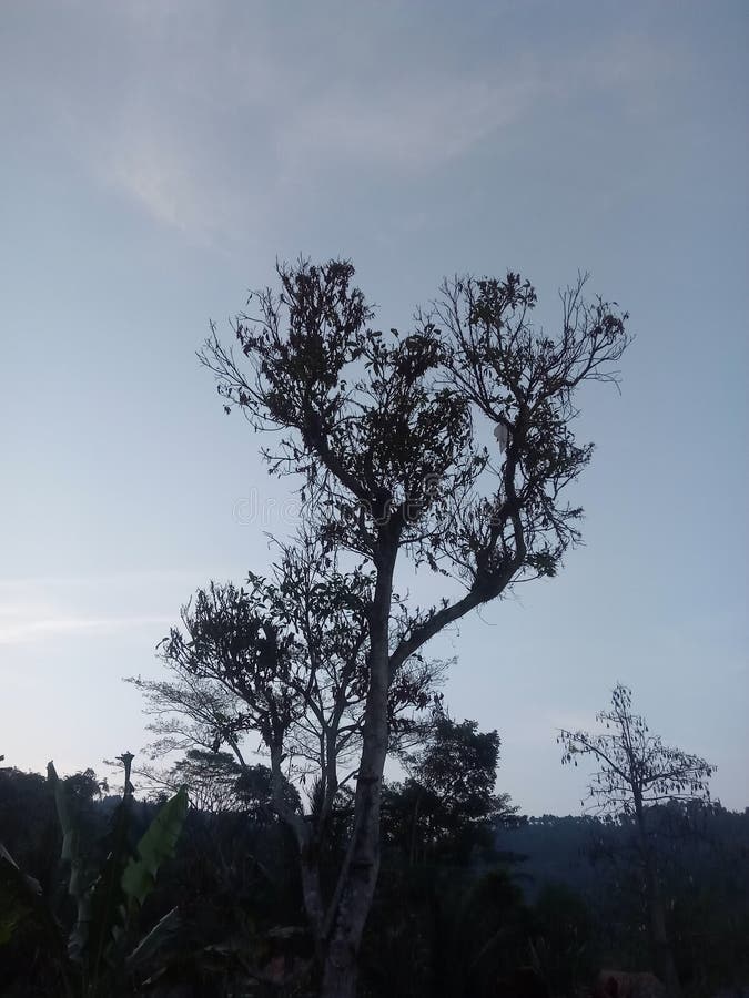 Old Mango Tree Banana Tree Blue Sky White Clouds Stock Image - Image of ...