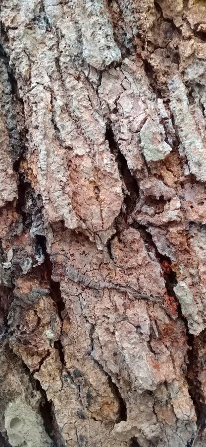 Old mango tree bark stock image. Image of mango, jungle - 252210879