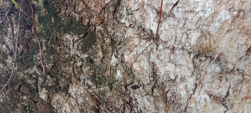 Old Mango Tree Bark Texture Stock Image - Image of stonewall, mango ...