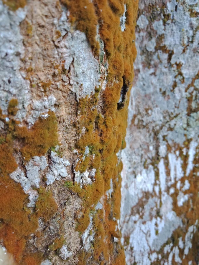 Old Mango Tree Trunks so Overgrown with Red Moss Stock Image - Image of ...