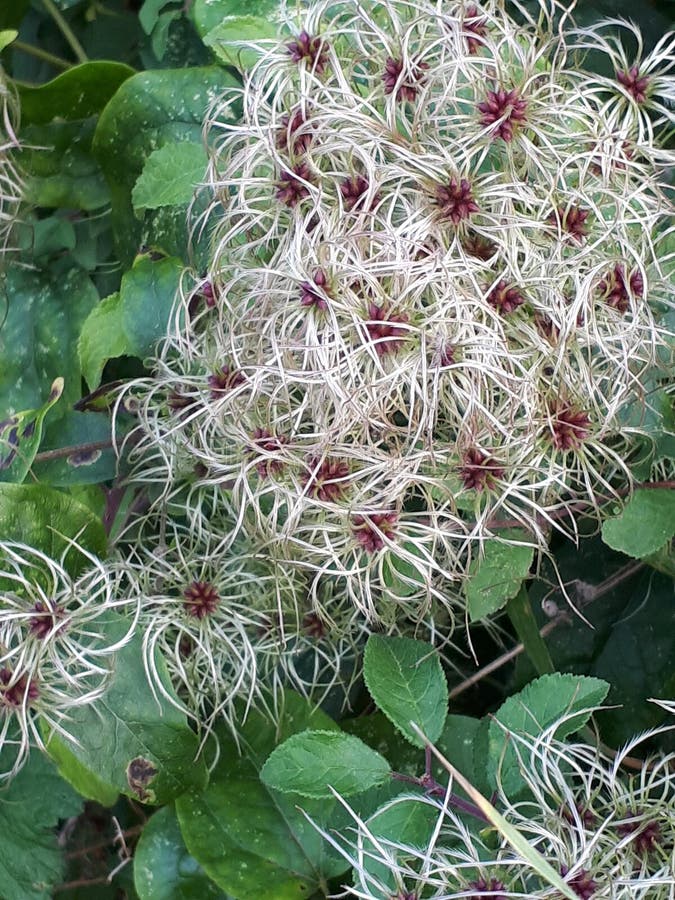 Old Mans Beard stock image. Image of seed, countryside - 100612119