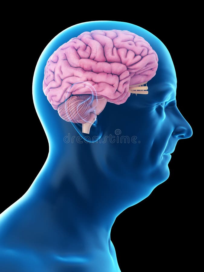Brain Older Stock Illustrations – 270 Brain Older Stock Illustrations ...