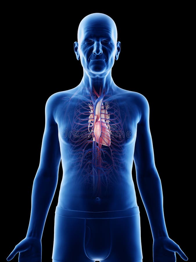 An old mans heart stock illustration. Illustration of anatomy - 153408435