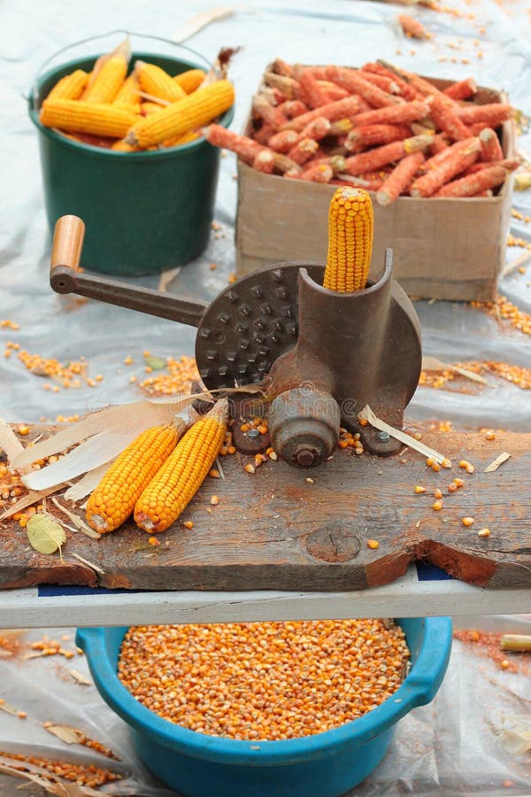 Old Manual Corn Shucker, Stripping and Shelling of Corn Cobs Stock ...