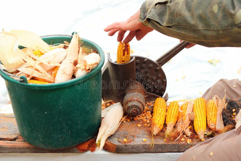 Old Manual Corn Shucker, Stripping and Shelling of Corn Cobs Stock ...