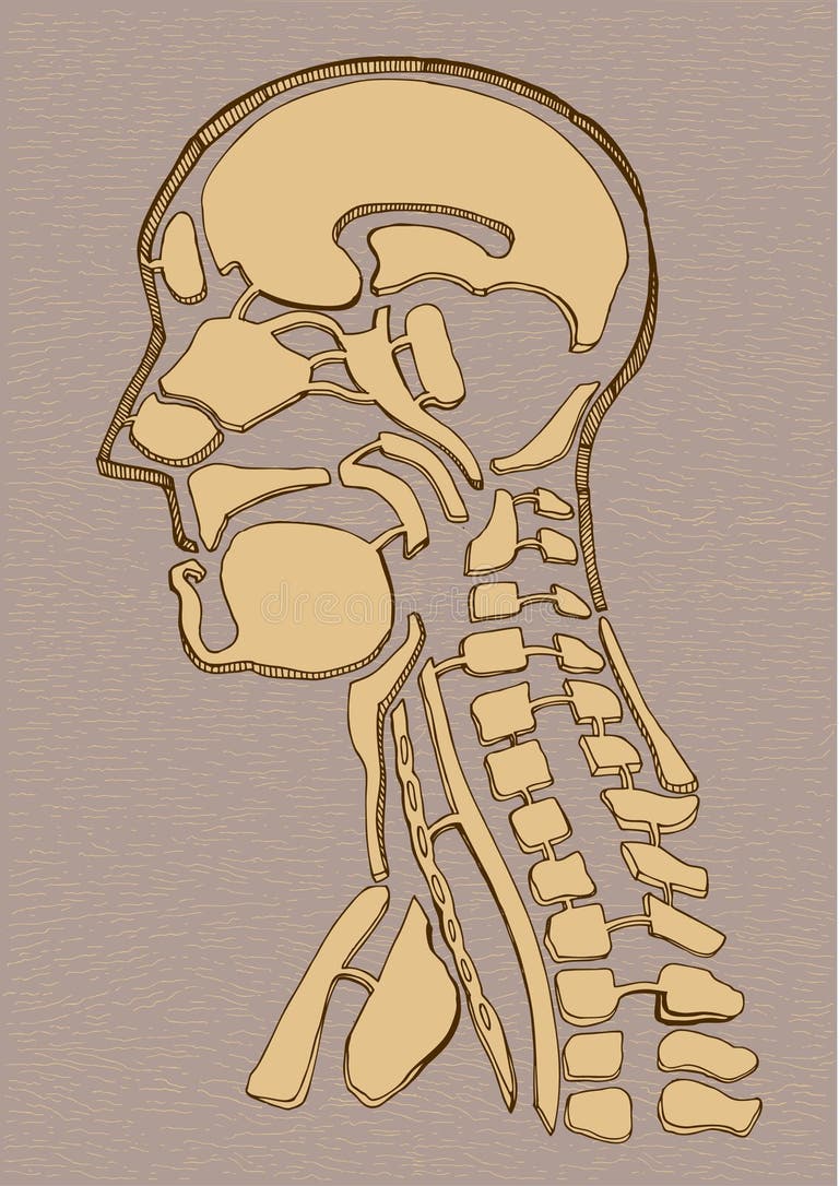 Map Human Anatomy Stock Illustrations – 2,313 Map Human Anatomy Stock ...