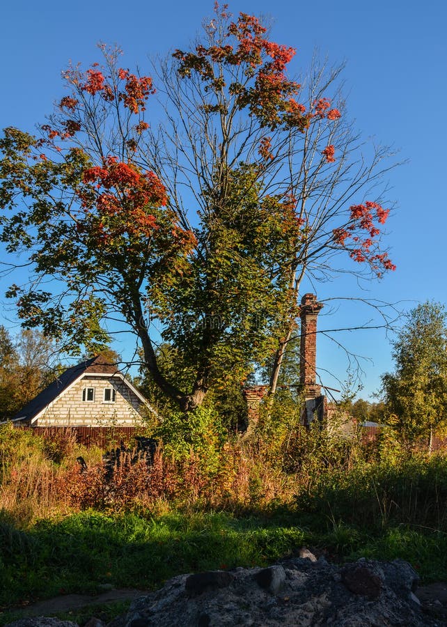 Old maple stock photo. Image of pipe, house, fireweed - 85717770