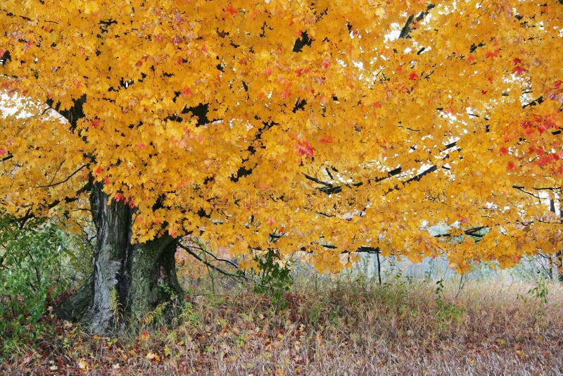 Maple Tree in Winter stock photo. Image of large, branches - 23340946