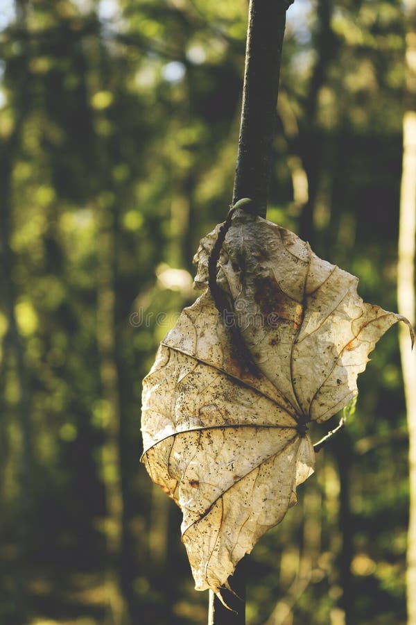 Old Maple Leave. Vintage Look Stock Image - Image of sunlight, forest ...
