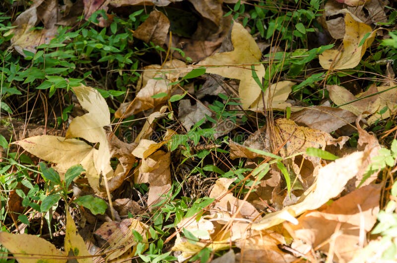 Old Maple Leaves Fall from Tree To the Ground Stock Image - Image of ...