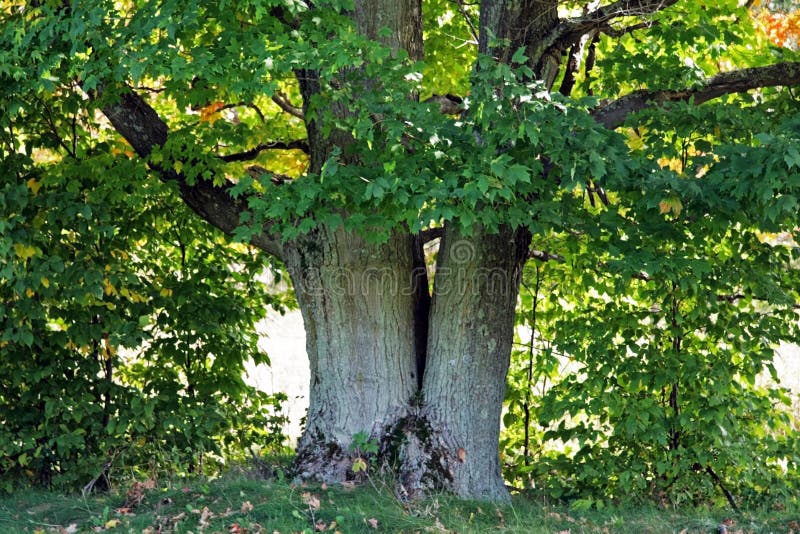 Old Maple Tree stock image. Image of leaf, trunk, green - 12518827