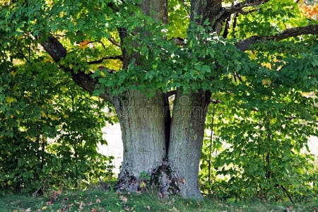 Old Maple Tree stock image. Image of leaf, trunk, green - 12518827