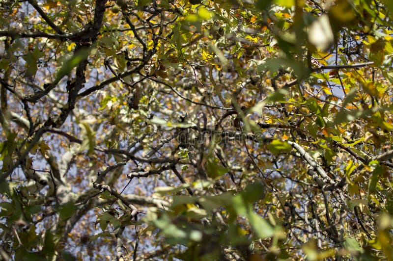 An Old Maple Tree Inside the Hyde Park Stock Image - Image of green ...