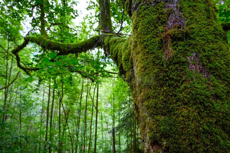 Old Maple Tree with Moos and Branch in a Mountain Forest Stock Photo ...