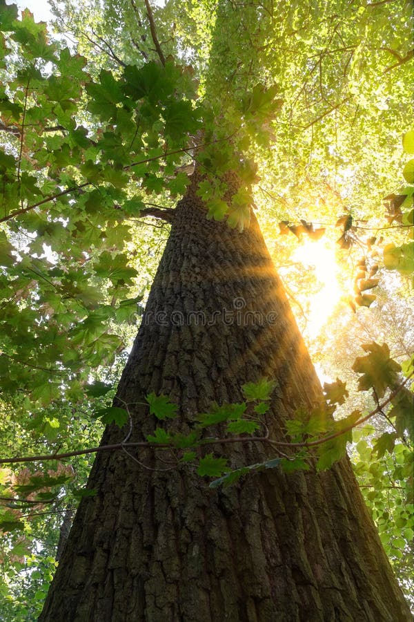 Old Maple Tree Trunk and Crown with Sun Rays Stock Image - Image of ...