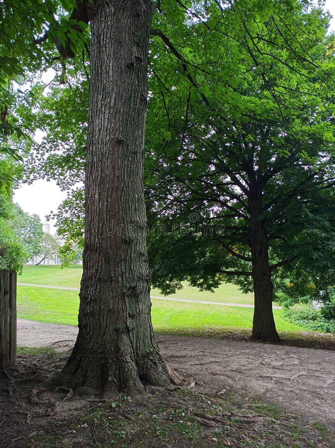 Old maple trees stock image. Image of plant, green, flower - 226884585