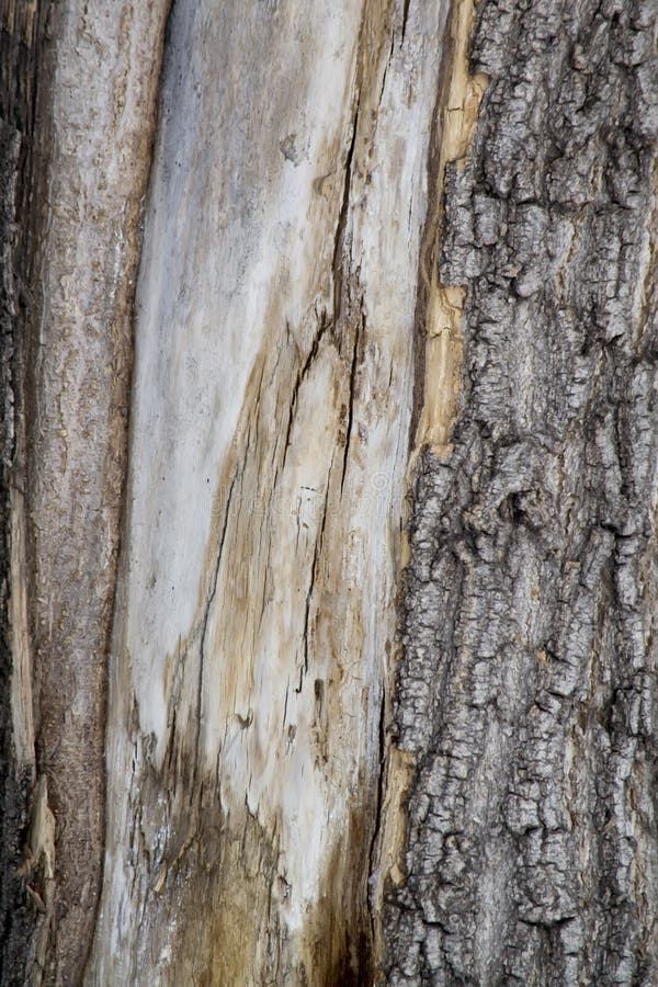 Wood Texture Closeup Side View Stock Photo - Image of bumpy, building ...