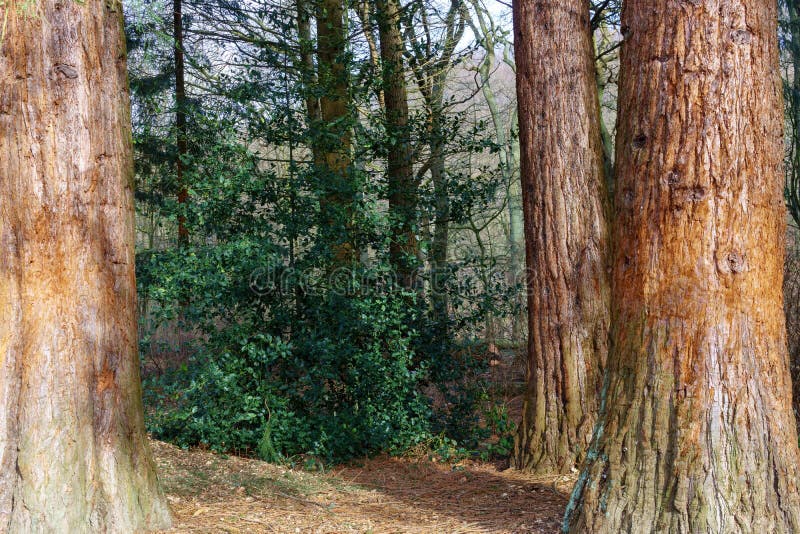 Old and Big Trees in the Forrest Stock Photo - Image of park, pine ...
