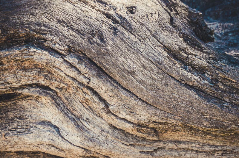 Old massive log stock photo. Image of nature, ancient - 58666372