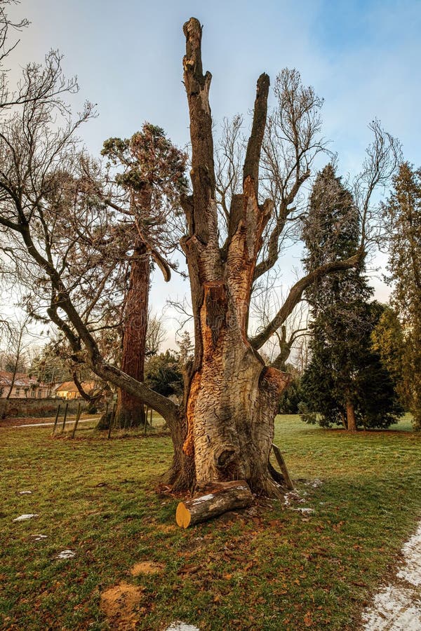 Old Massive Oak Tree Attacked by Harmful Insects in the Park. the Tree ...