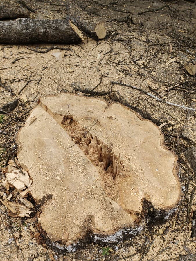 Cutted Tree Root by the Cutting Machine Stock Image - Image of mature ...