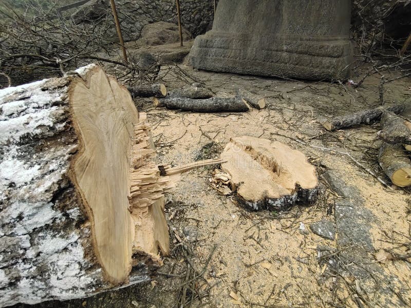 Cutting Tree and Tree Trunk in the Ground Stock Photo - Image of wood ...