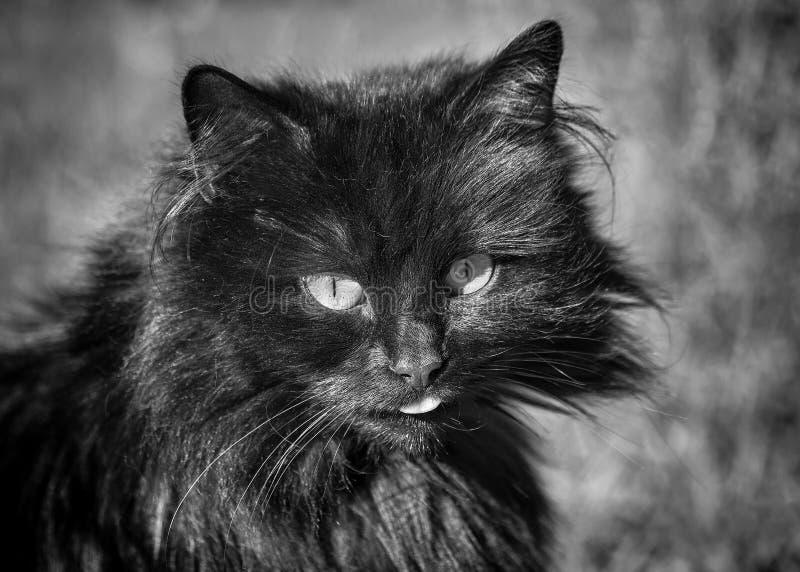 Old mean cat with attitude stock image. Image of attitude - 112824903