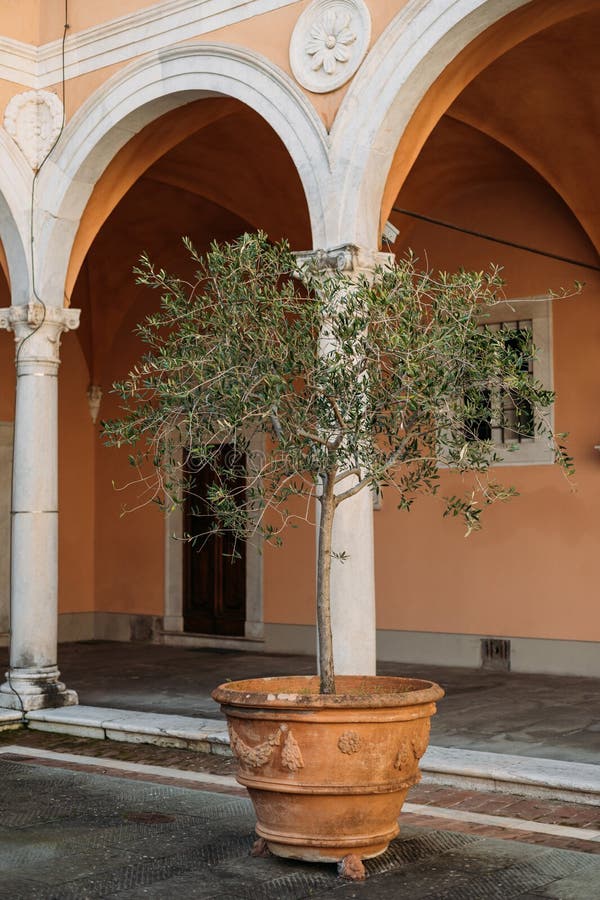 Old Medieval Clay Pot with Green Olive Tree Stock Image - Image of ...