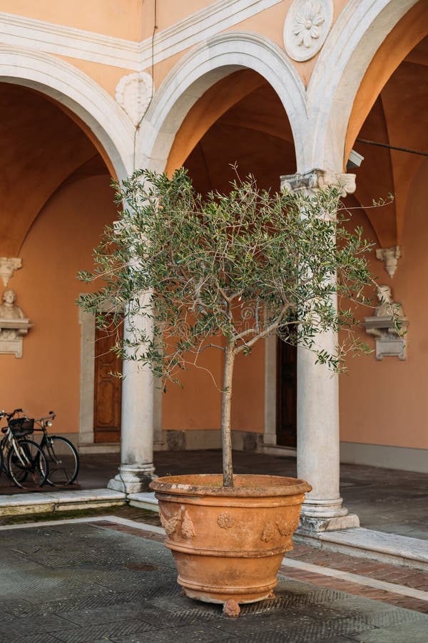Old Medieval Clay Pot with Green Olive Tree Stock Photo - Image of ...