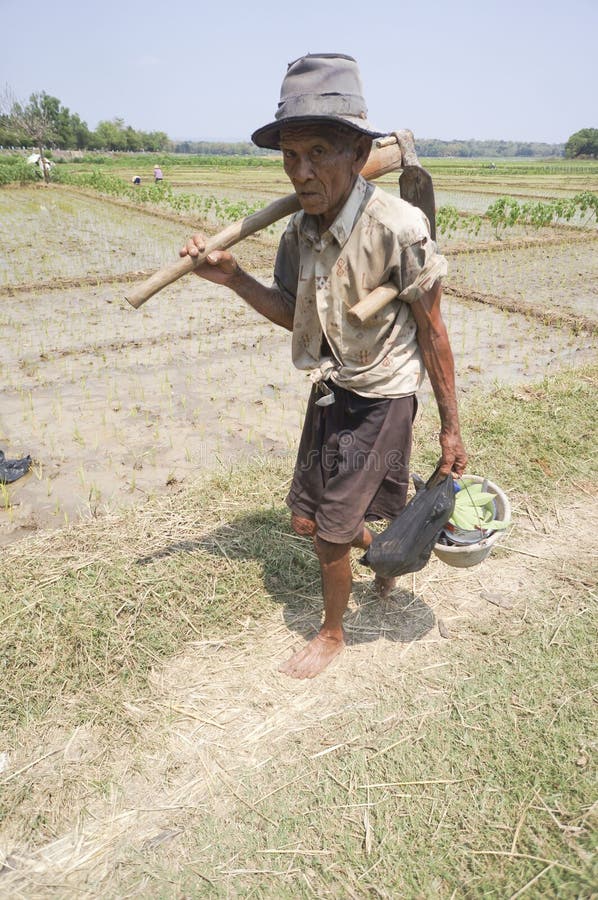 Old men editorial image. Image of grass, java, grassland - 75576055