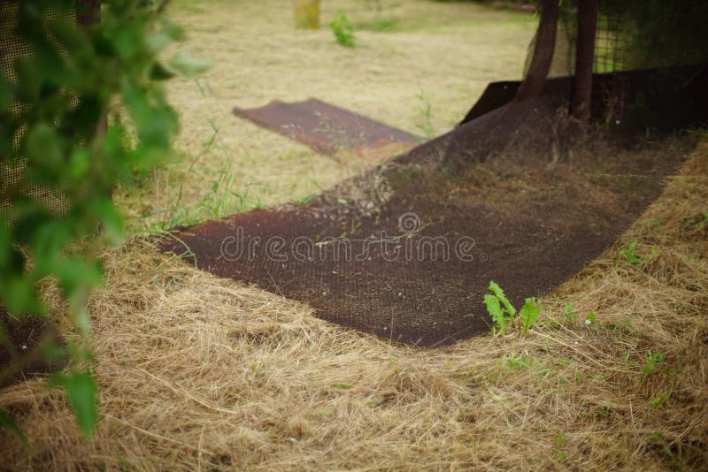 An Old Mesh Fence Torn Off by a Strong Wind is Lying on Dry Grass Stock ...