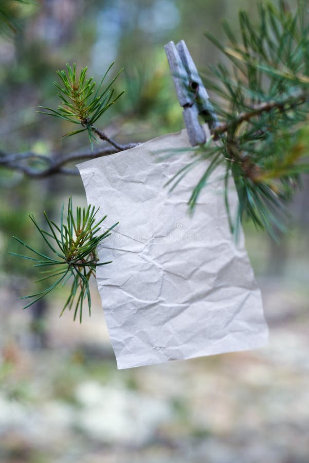 An Announcement, a Letter, a Message on a Tree in the Forest Stock ...