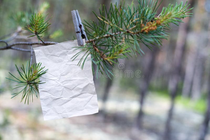 The Old Message on a Branch in the Forest Stock Image - Image of north ...