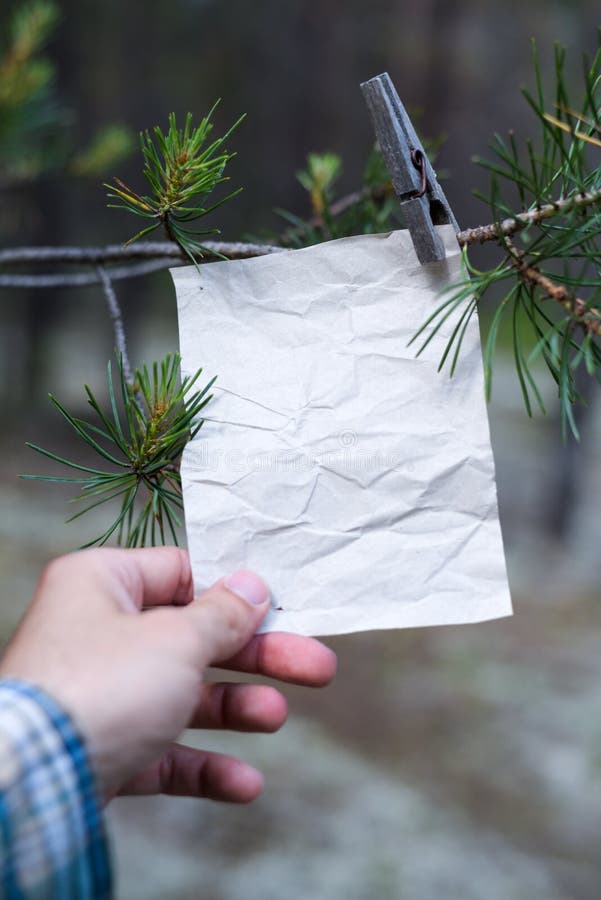 The Old Message on a Branch in the Forest Stock Image - Image of form ...