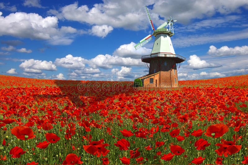 Poppies on a Background of the Blue Sky Stock Image - Image of ...