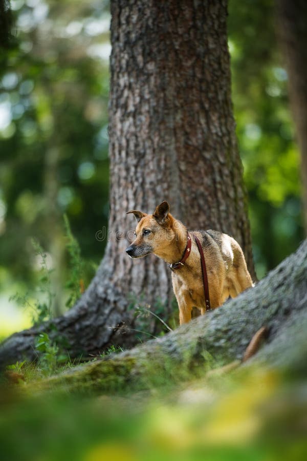 Old Mixed Breed Dog between Big Trees Stock Photo - Image of trees ...