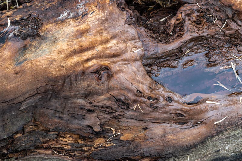 Trunk of a Dead Redwood Tree Overgrown by Another Tree`s Roots Stock ...