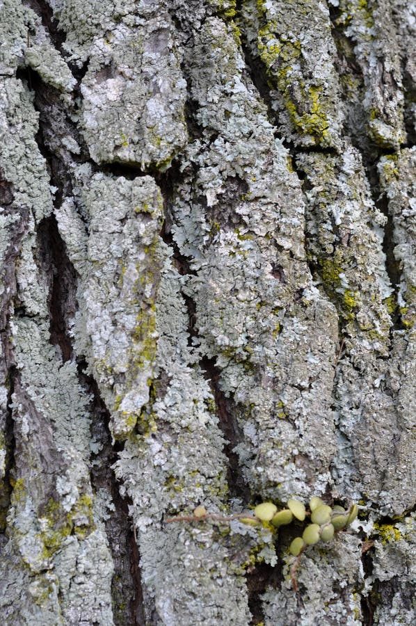 Old mold skin tree stock photo. Image of mold, wooden - 121510274