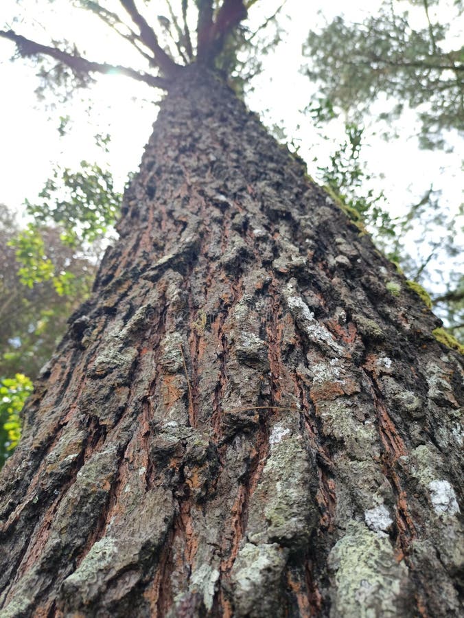 Old and Moldy Pine Tree Trunk from Low Angle Stock Photo - Image of ...