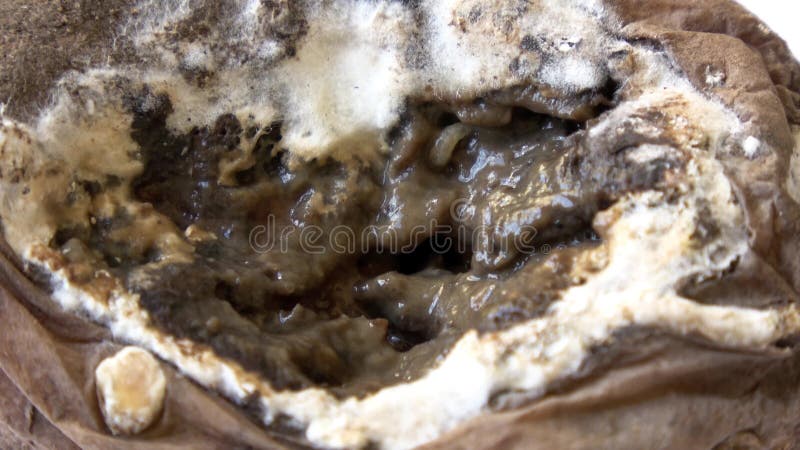 An Old Moldy Potato Solanum Tuberosum with Maggots Inside Stock Footage ...