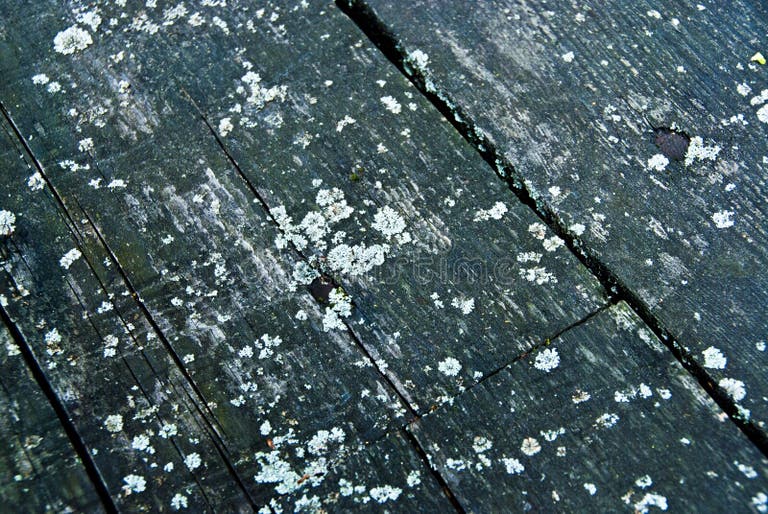 Old moldy wood stock image. Image of break, nature, brown - 20059563