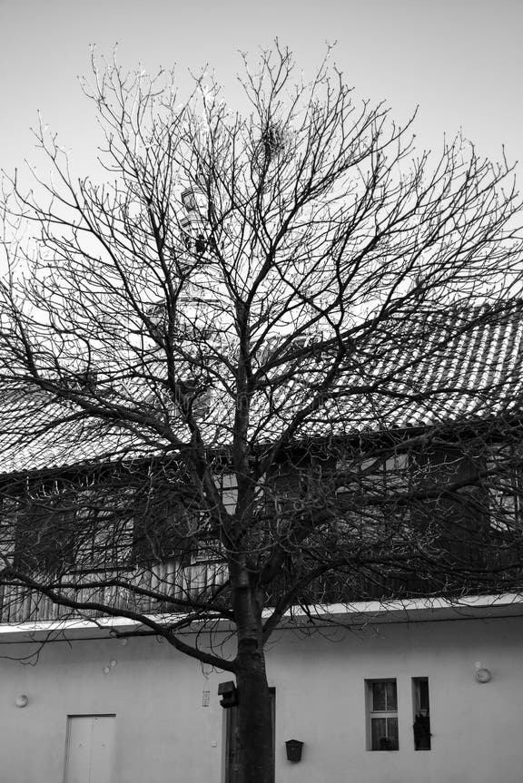 An Old Monastery Dormitory Building and a Bare Tree Stock Image - Image ...