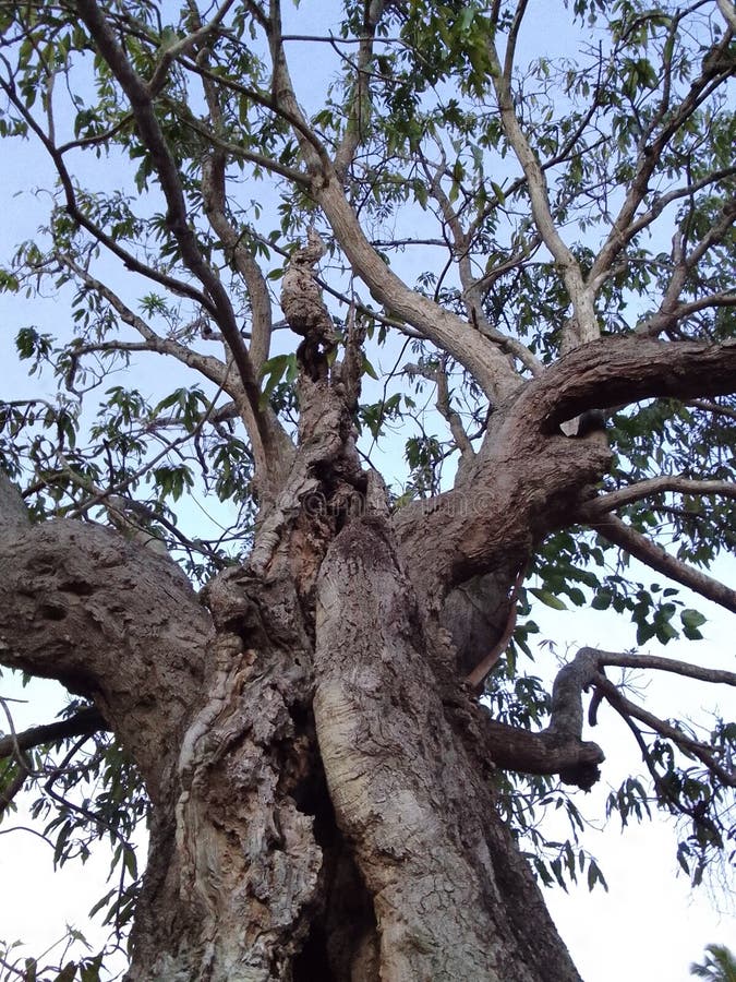 Mongo Tree stock photo. Image of fruit, mongo, blasum - 110982230