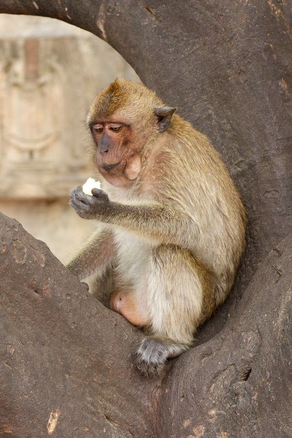 Old monkey stock photo. Image of jungle, tamed, face - 20500898