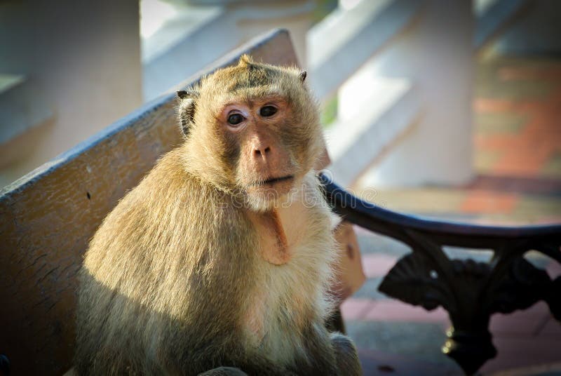 Old monkey stock photo. Image of isolated, mammal, wild - 76612782