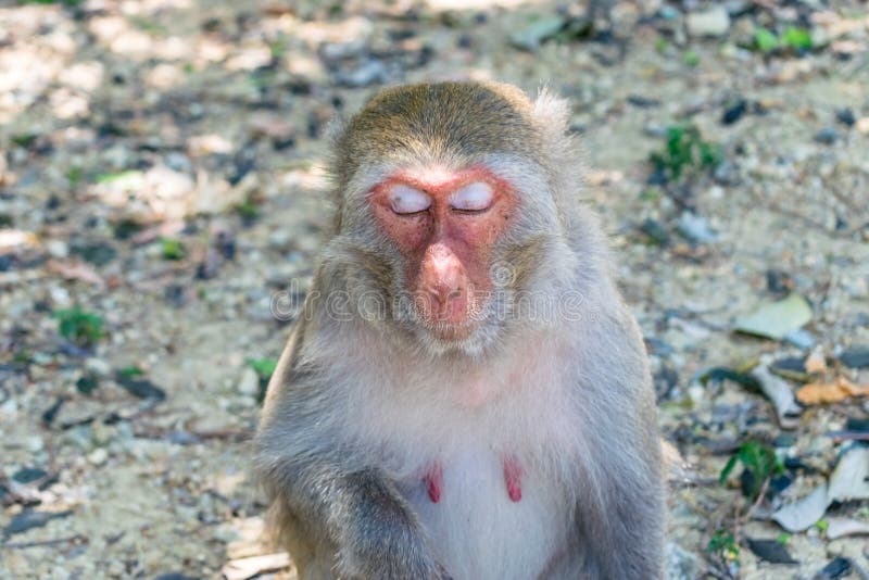 Old Monkey with Closed Eyes with Sun Beams on Face Stock Photo - Image ...