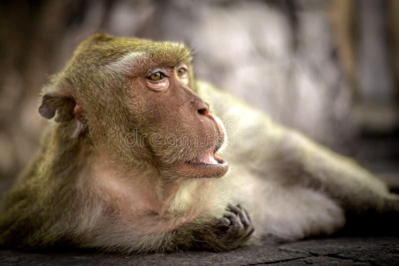 Old Monkey Lies on the Ground Stock Photo - Image of animals, building ...